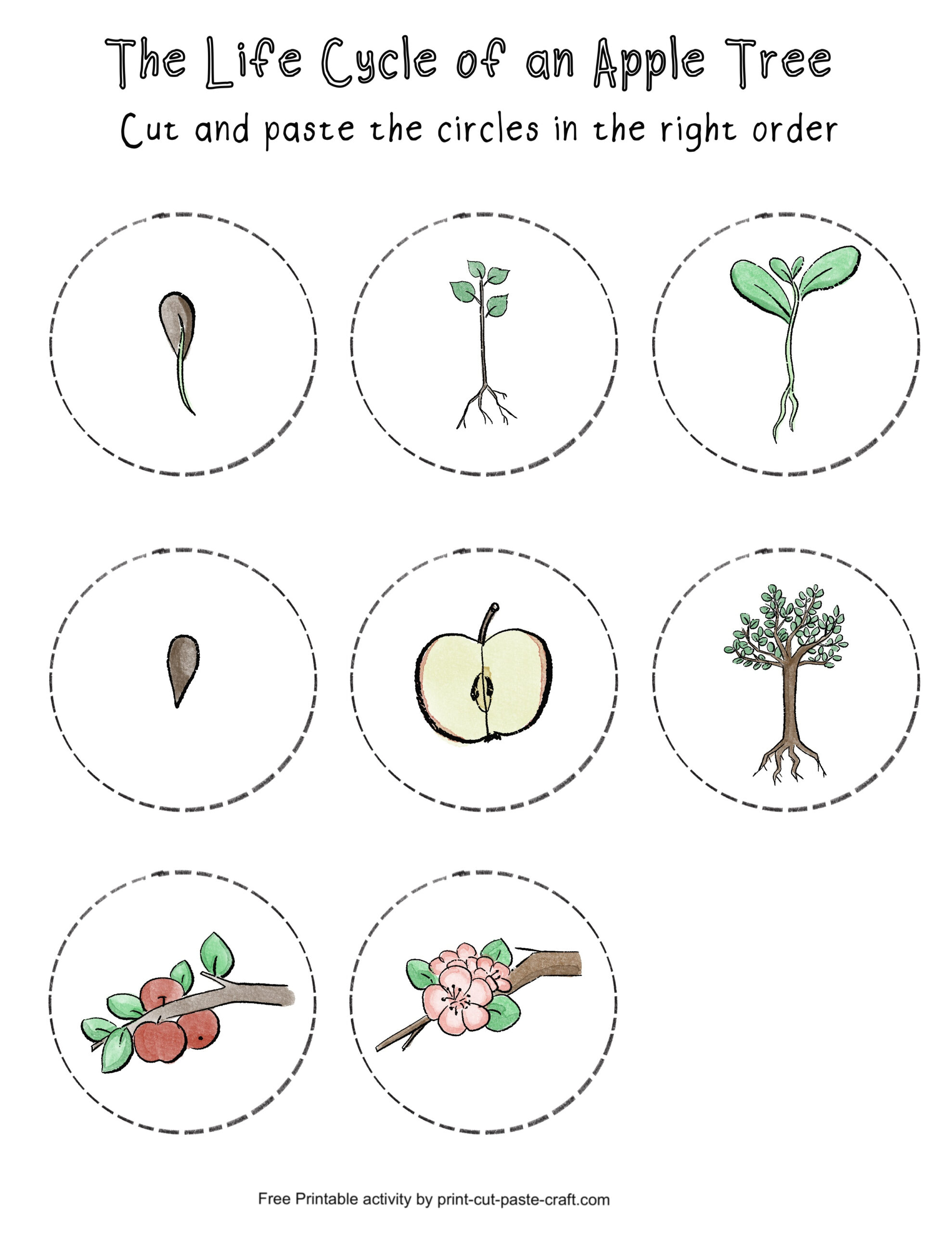 Printable Life Cycle of a Tree | FREE Printable HQ